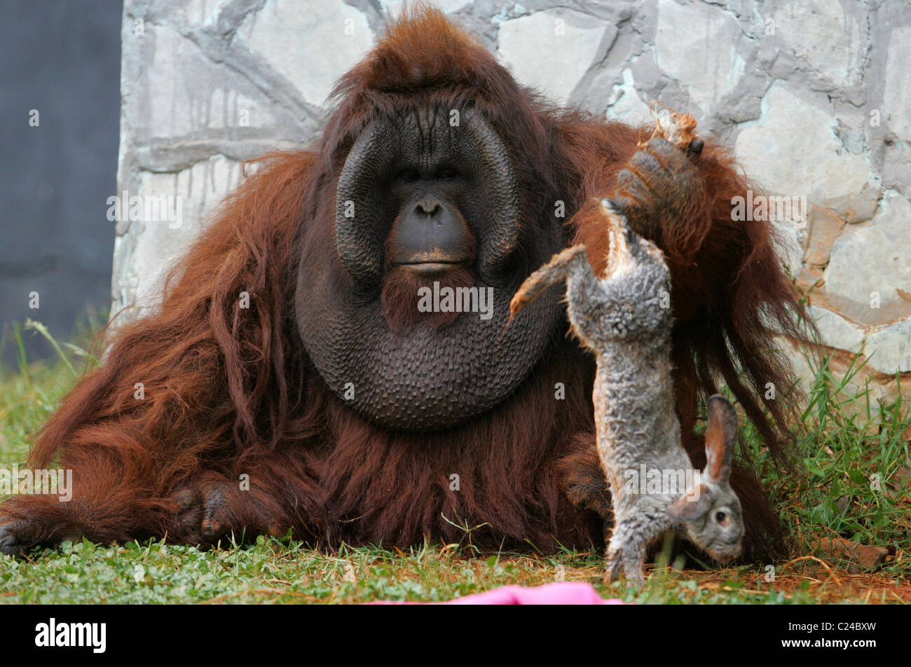 RABBIT'S MONKEY BUSINESS This fun-loving orangutan has a variety of ...