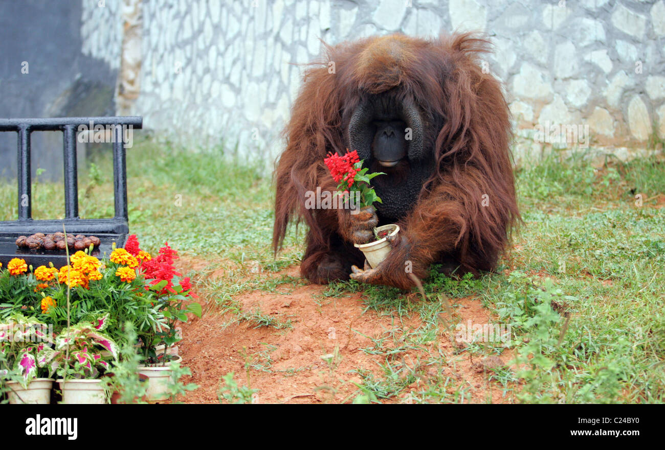 RABBIT'S MONKEY BUSINESS This fun-loving orangutan has a variety of ...