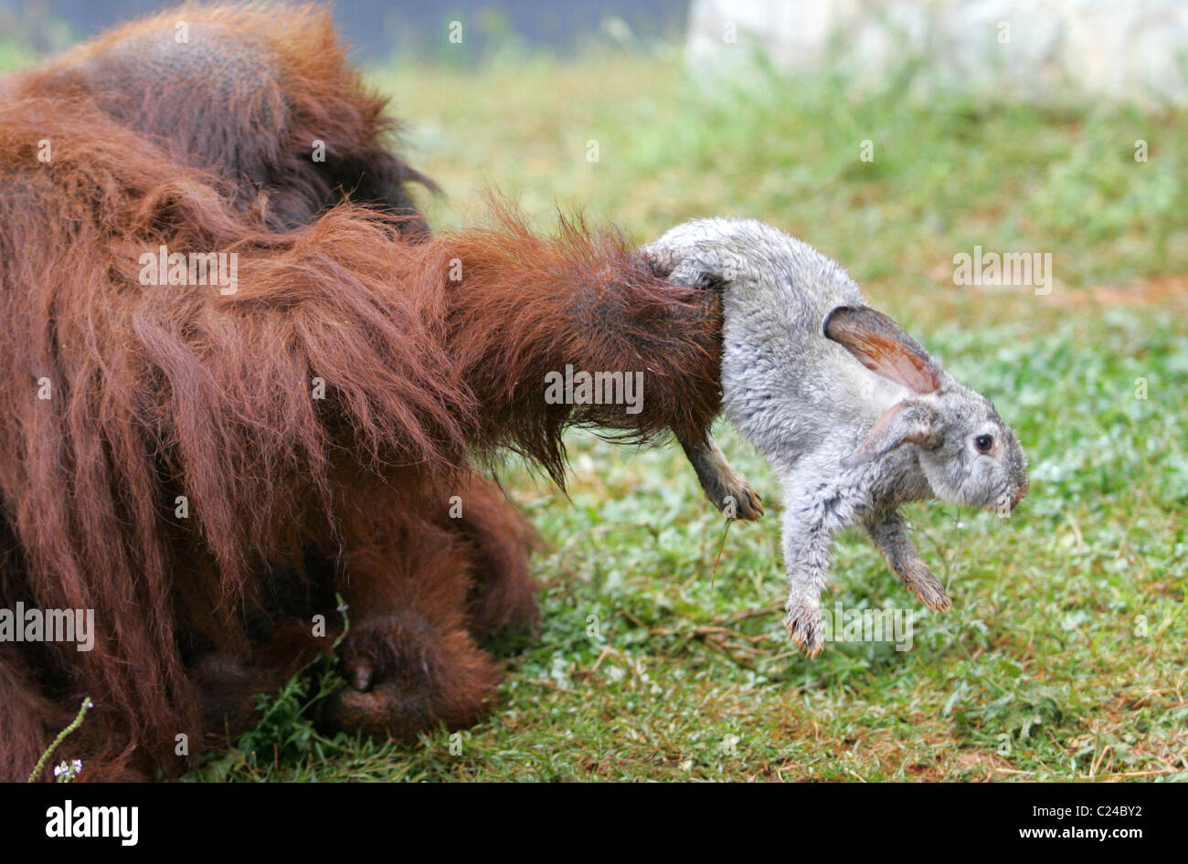 RABBIT'S MONKEY BUSINESS This fun-loving orangutan has a variety of ...