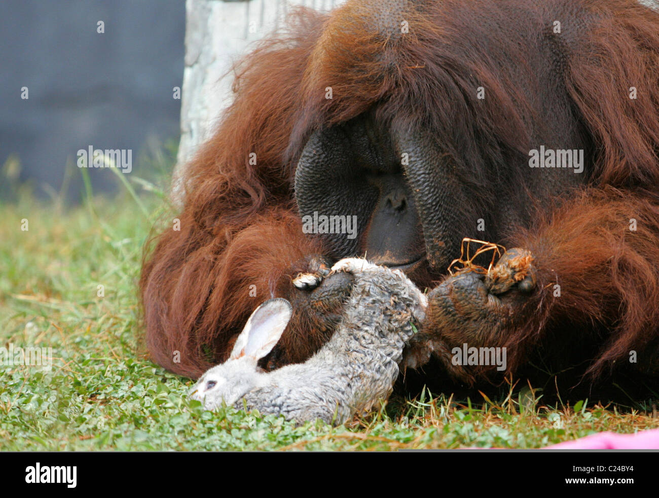 RABBIT'S MONKEY BUSINESS This fun-loving orangutan has a variety of ...