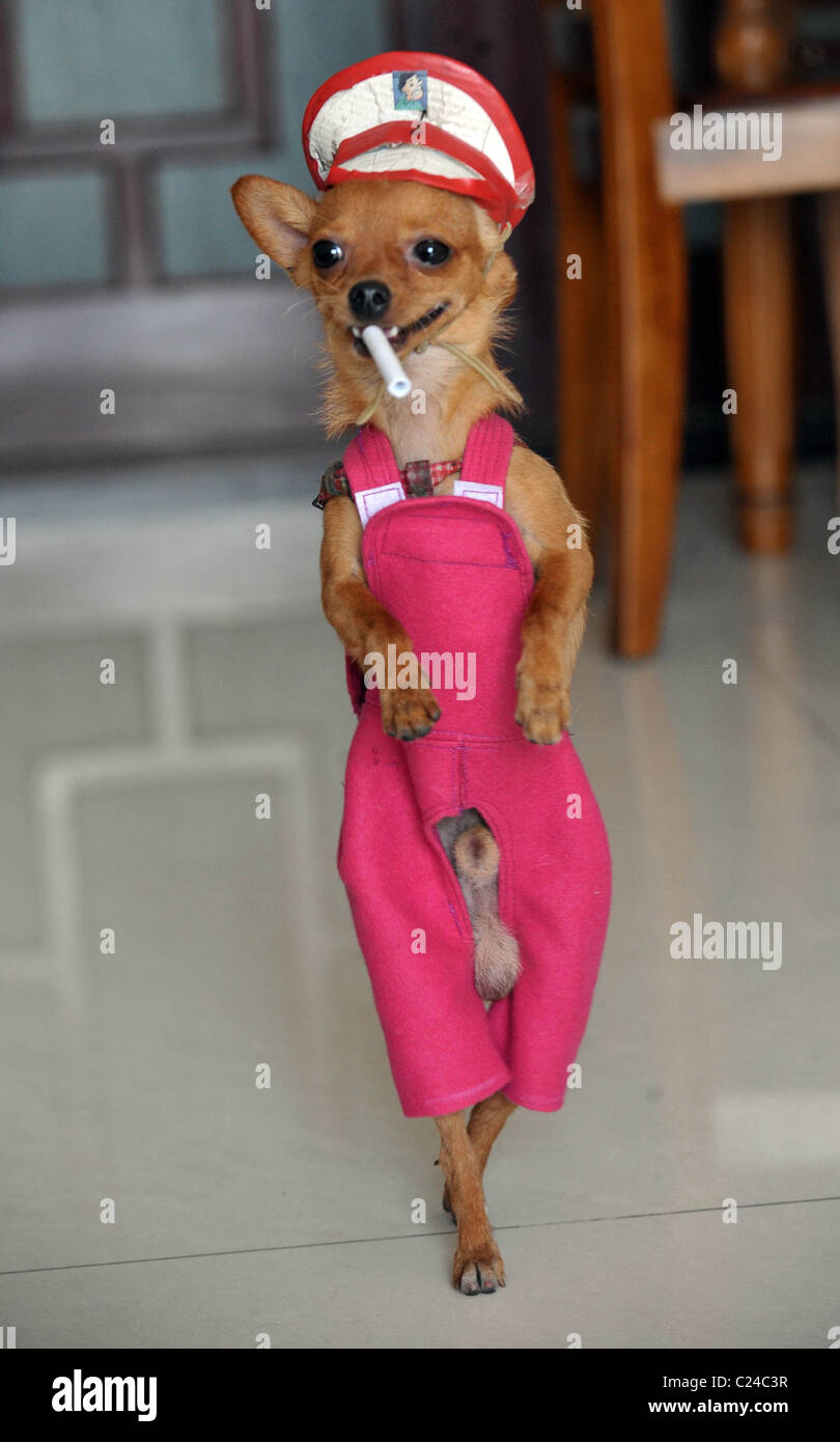 Chou chou dog hi-res stock photography and images - Alamy