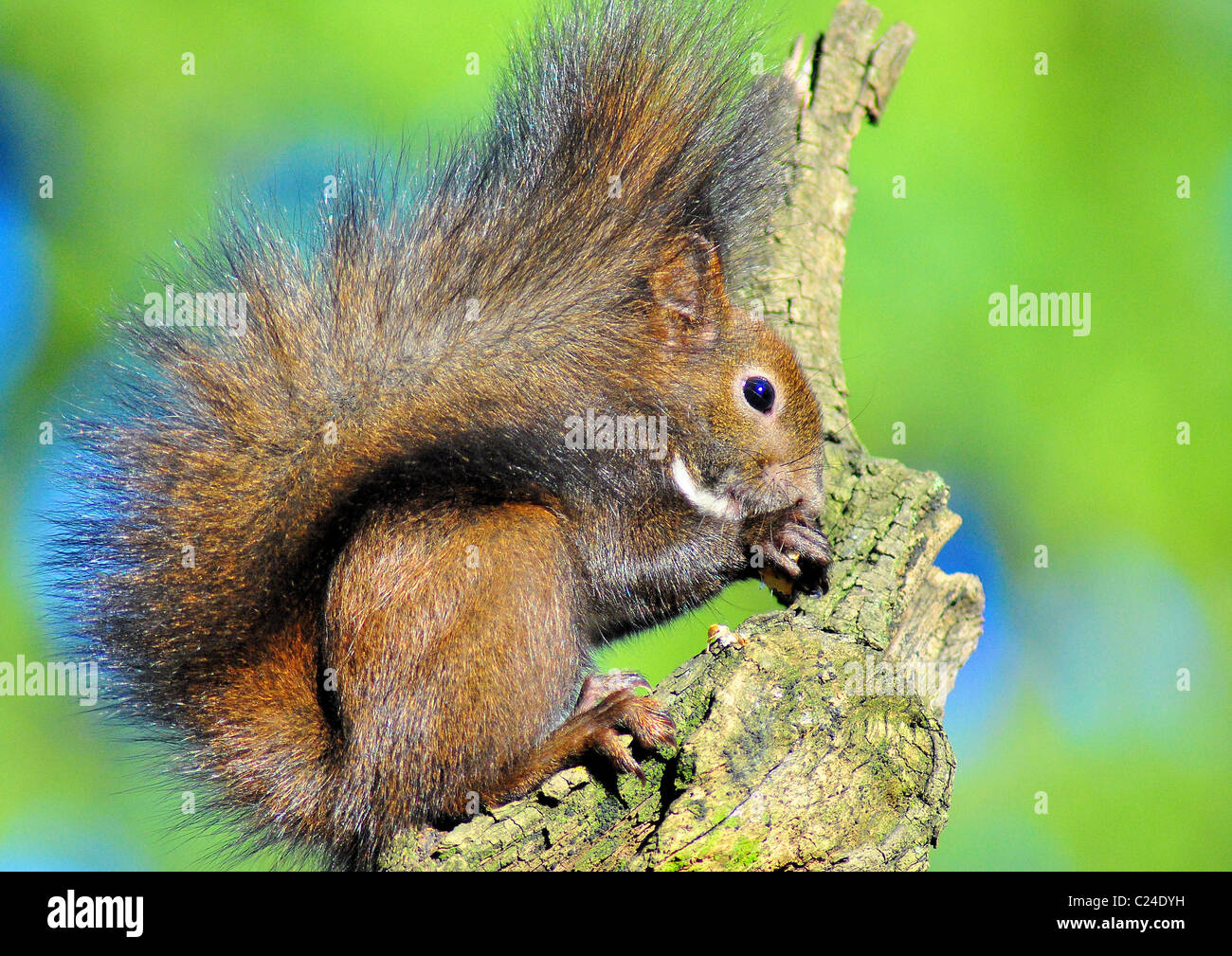 Red and grey squirrel hi-res stock photography and images - Alamy