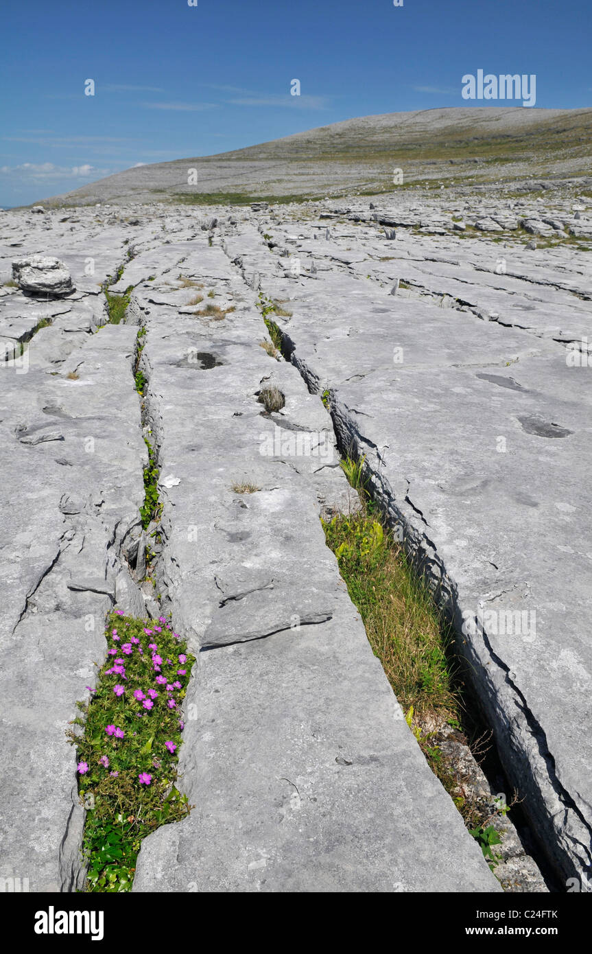 Bloody cranesbill hi-res stock photography and images - Alamy