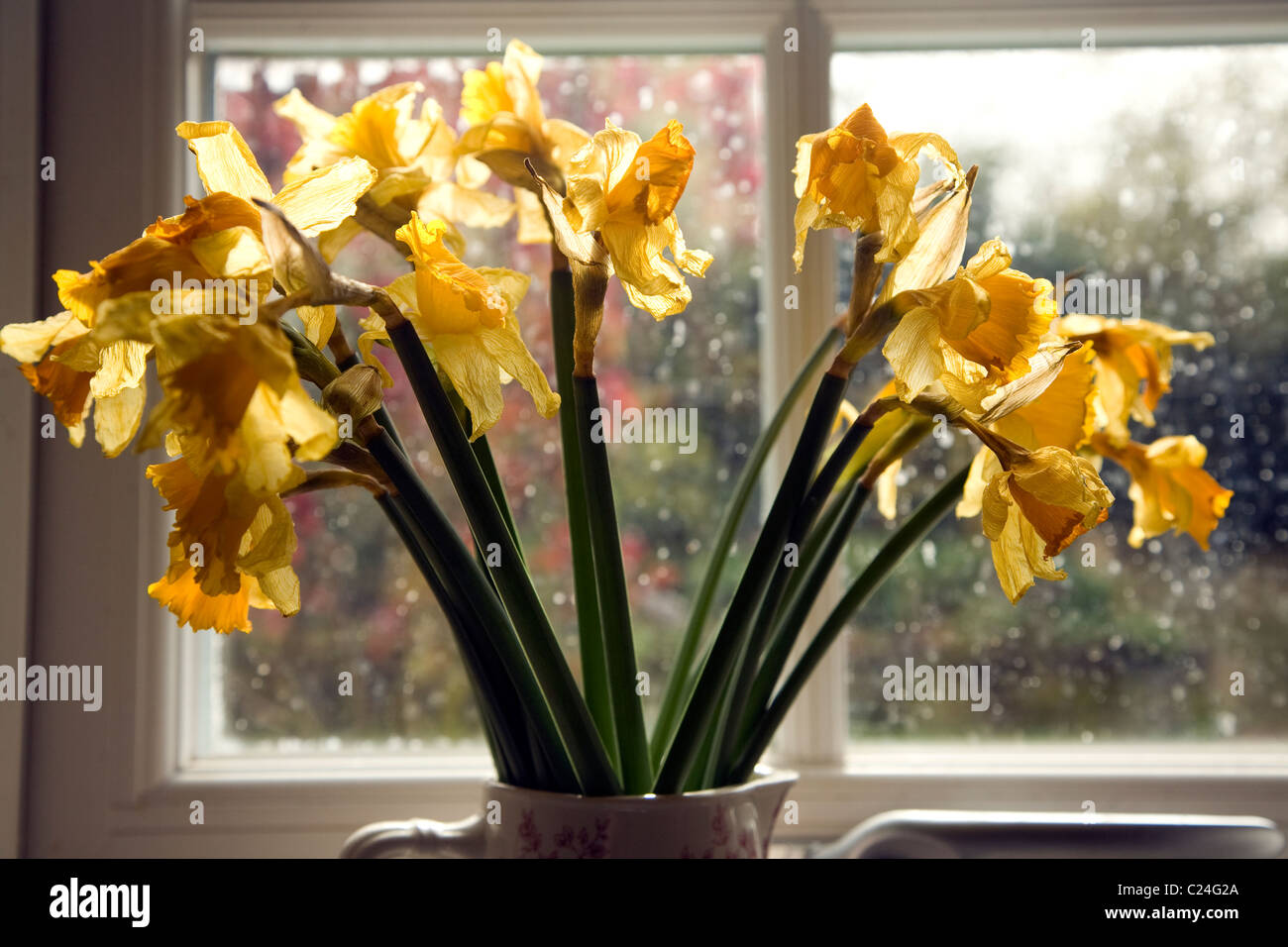 Dying bunch daffodils vase window sill Stock Photo - Alamy