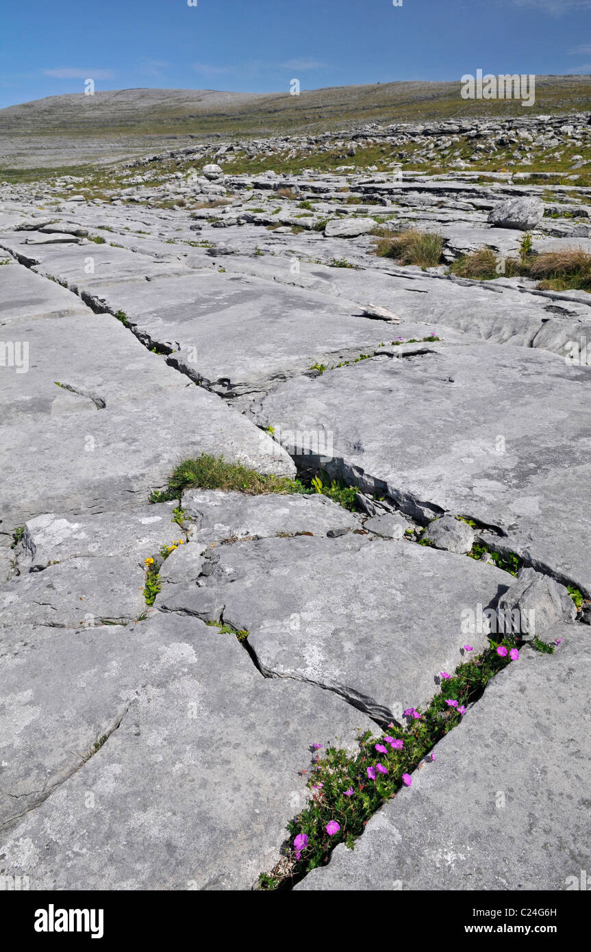 Bloody Cranesbill: Geranium sanguineum. Growing in gryke on limestone ...