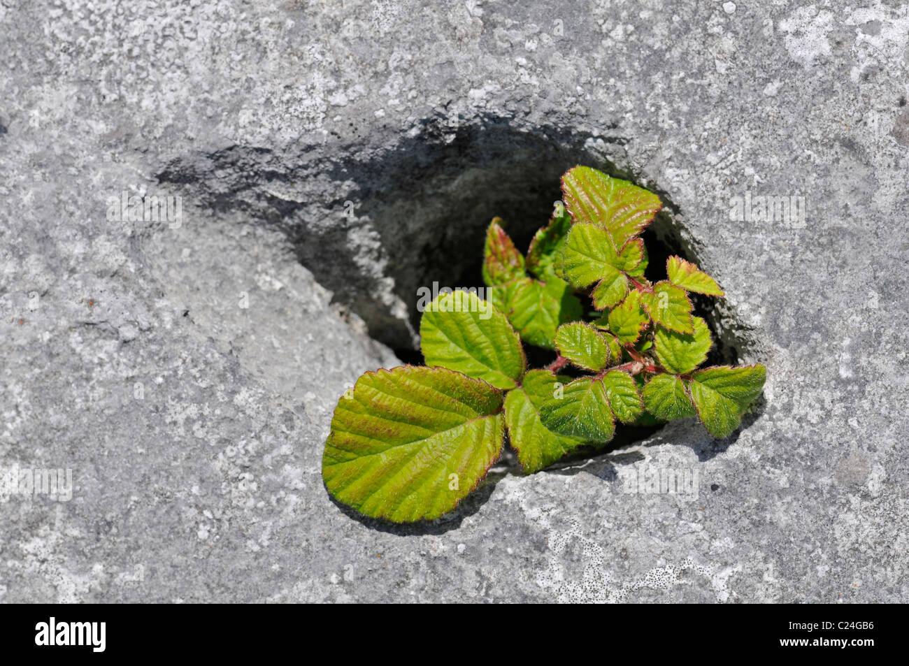 Plant growing in gryke hi-res stock photography and images - Alamy