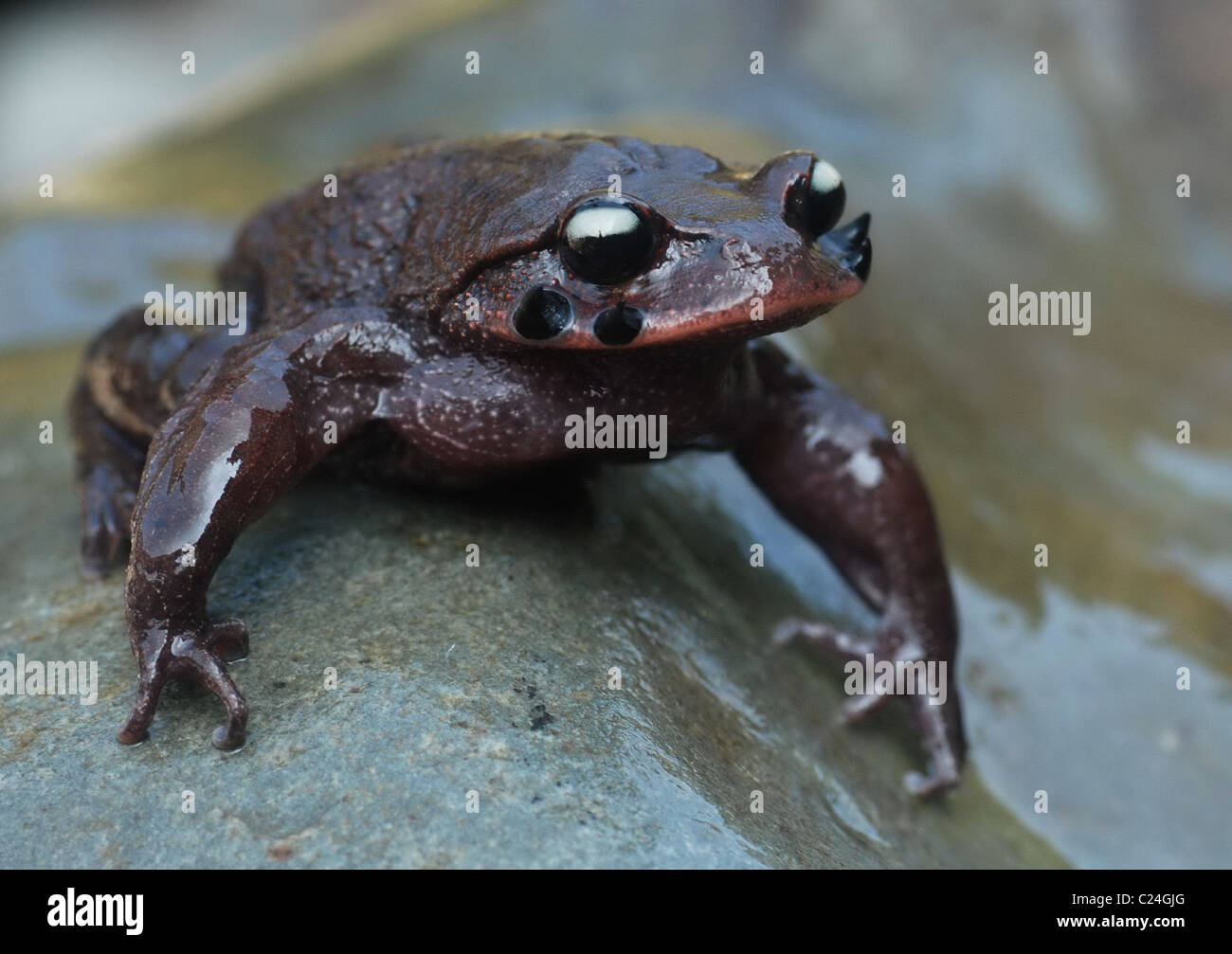 Amphibian experts baffled strange toad hi-res stock photography and ...