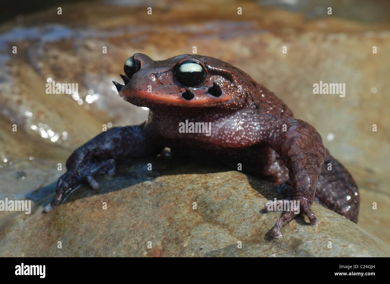 Amphibian experts baffled strange toad hi-res stock photography and ...