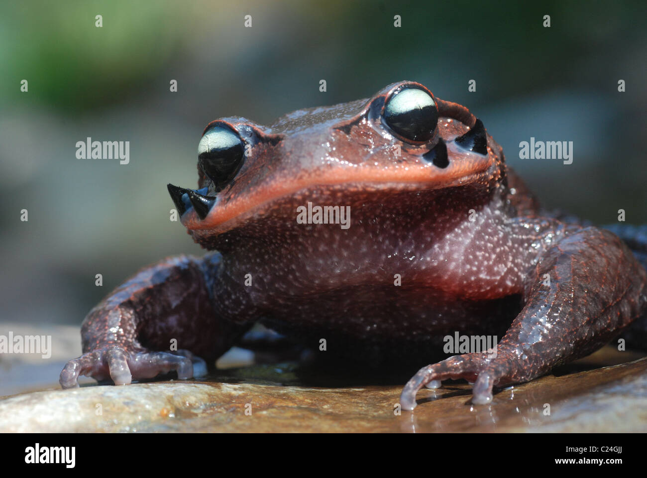 Amphibian experts baffled strange toad hi-res stock photography and ...