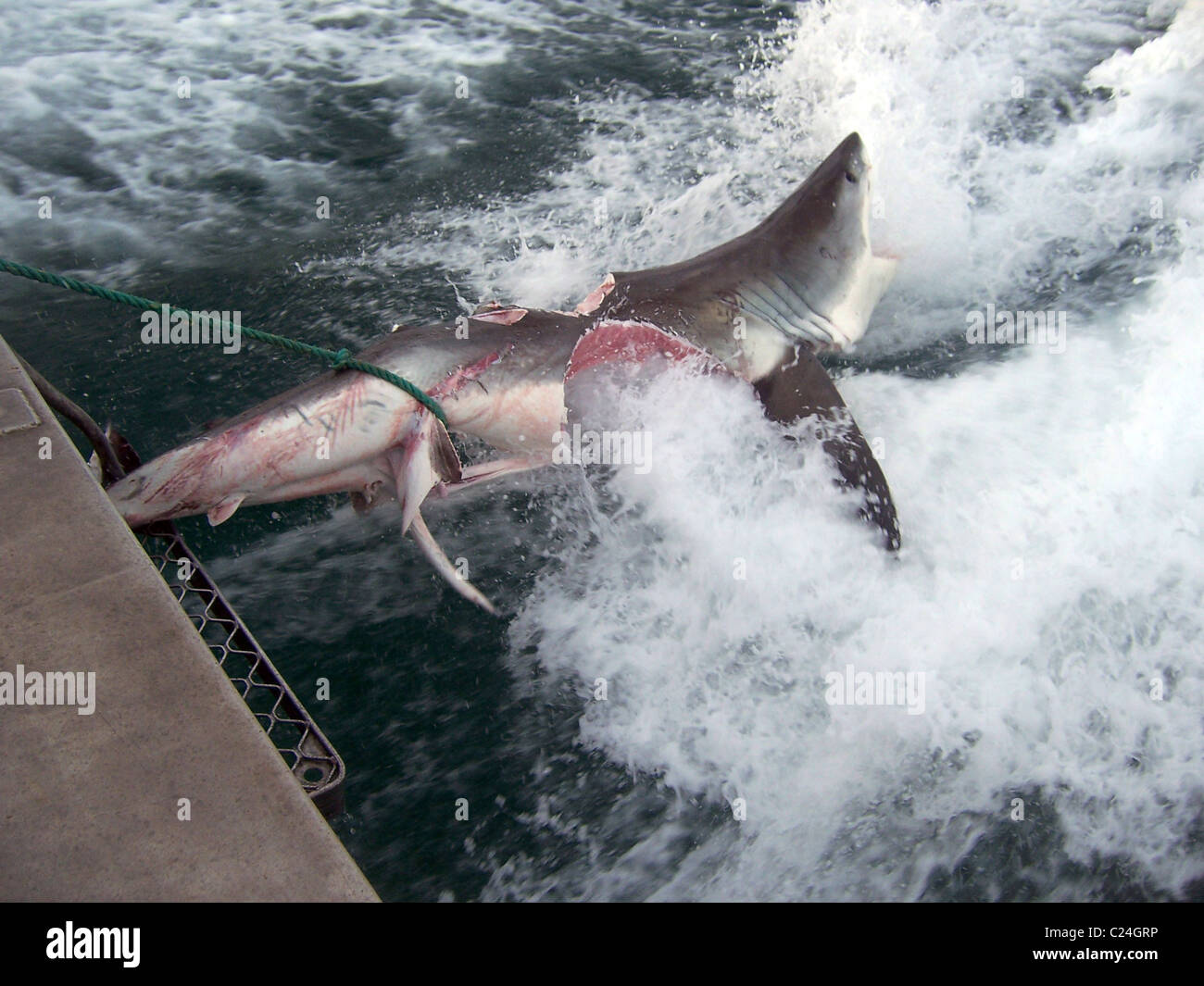 Monster Shark' Chomps Into Great White A giant shark that could be up ...
