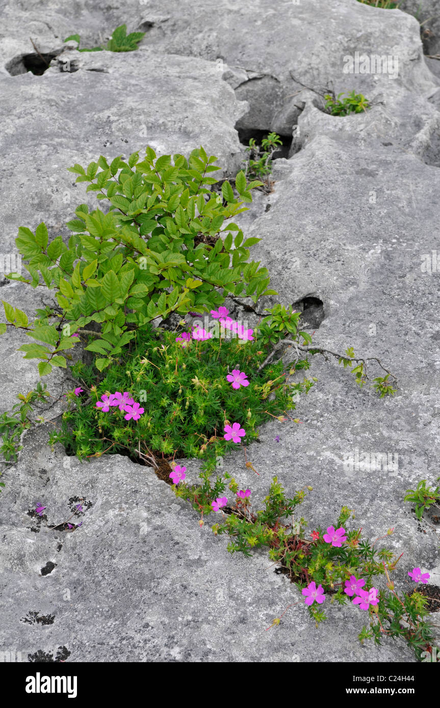 Bloody Cranesbill (Geranium sanguineum) and Ash tree sapling (Fraxinus ...