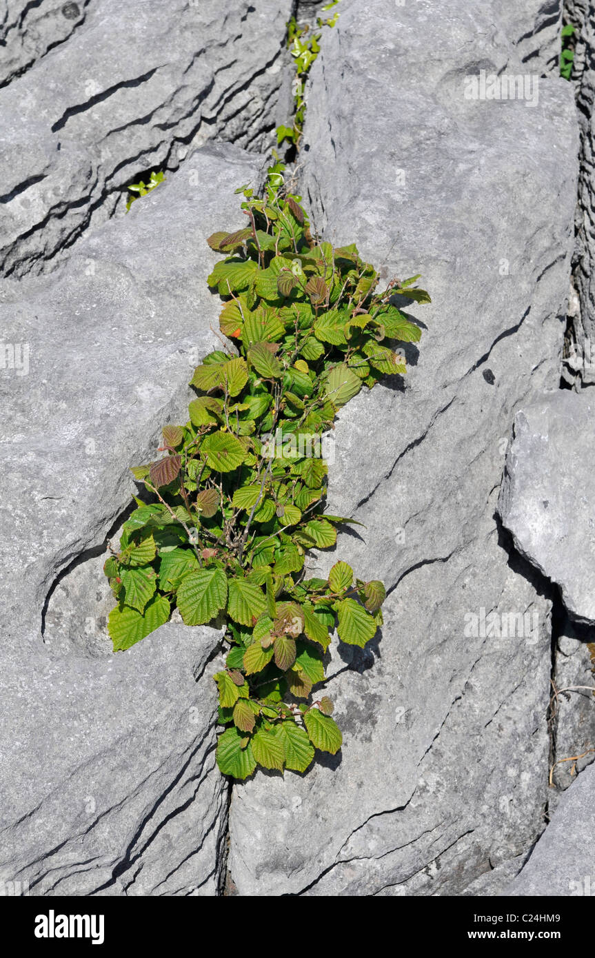 Hazel: Corylus avellana. growing in gryke on limestone pavement. The ...