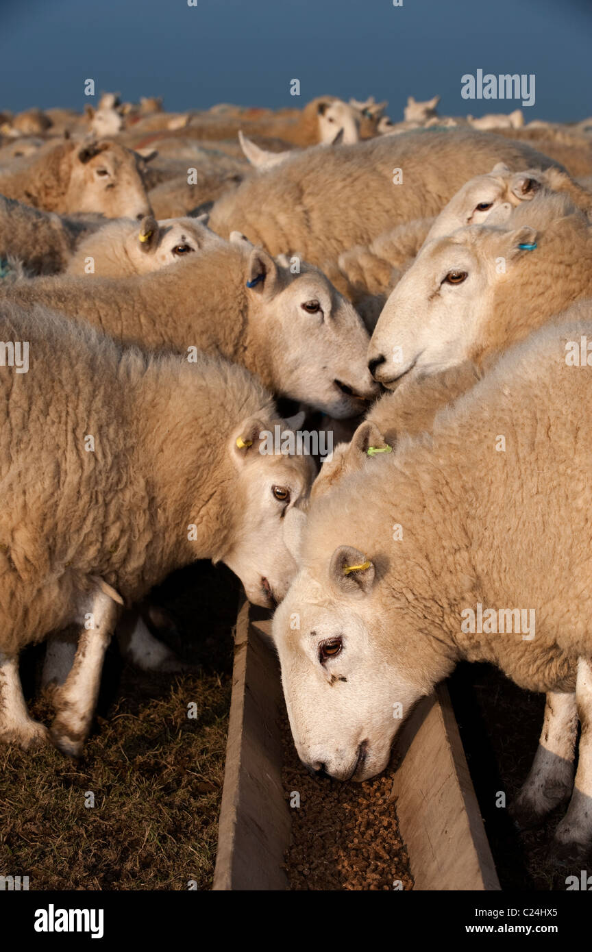 Sheep feed trough hi-res stock photography and images - Alamy