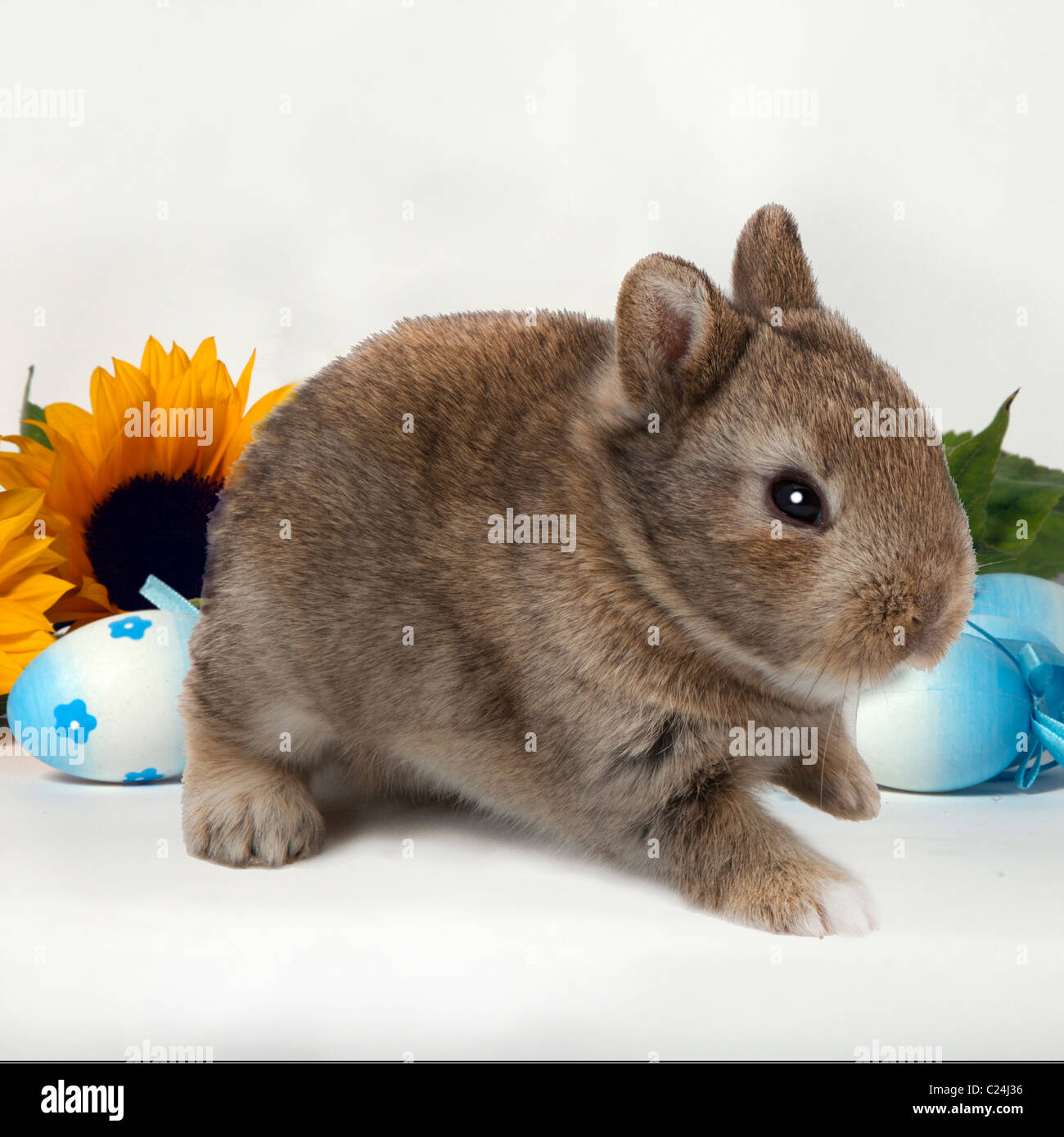 Birth of rabbits hi-res stock photography and images - Alamy