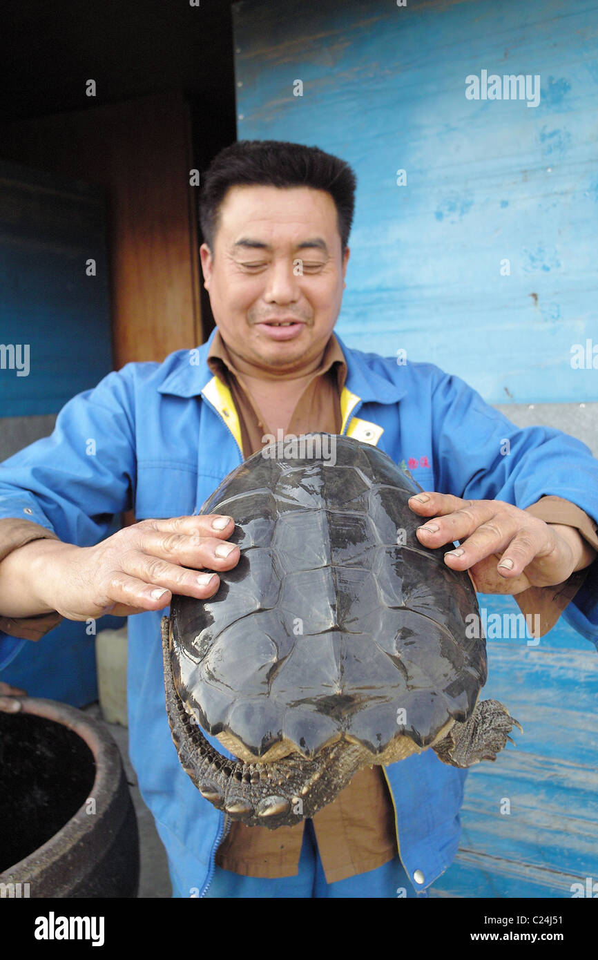 Alligator turtle a giant alligator turtle hi-res stock photography and ...