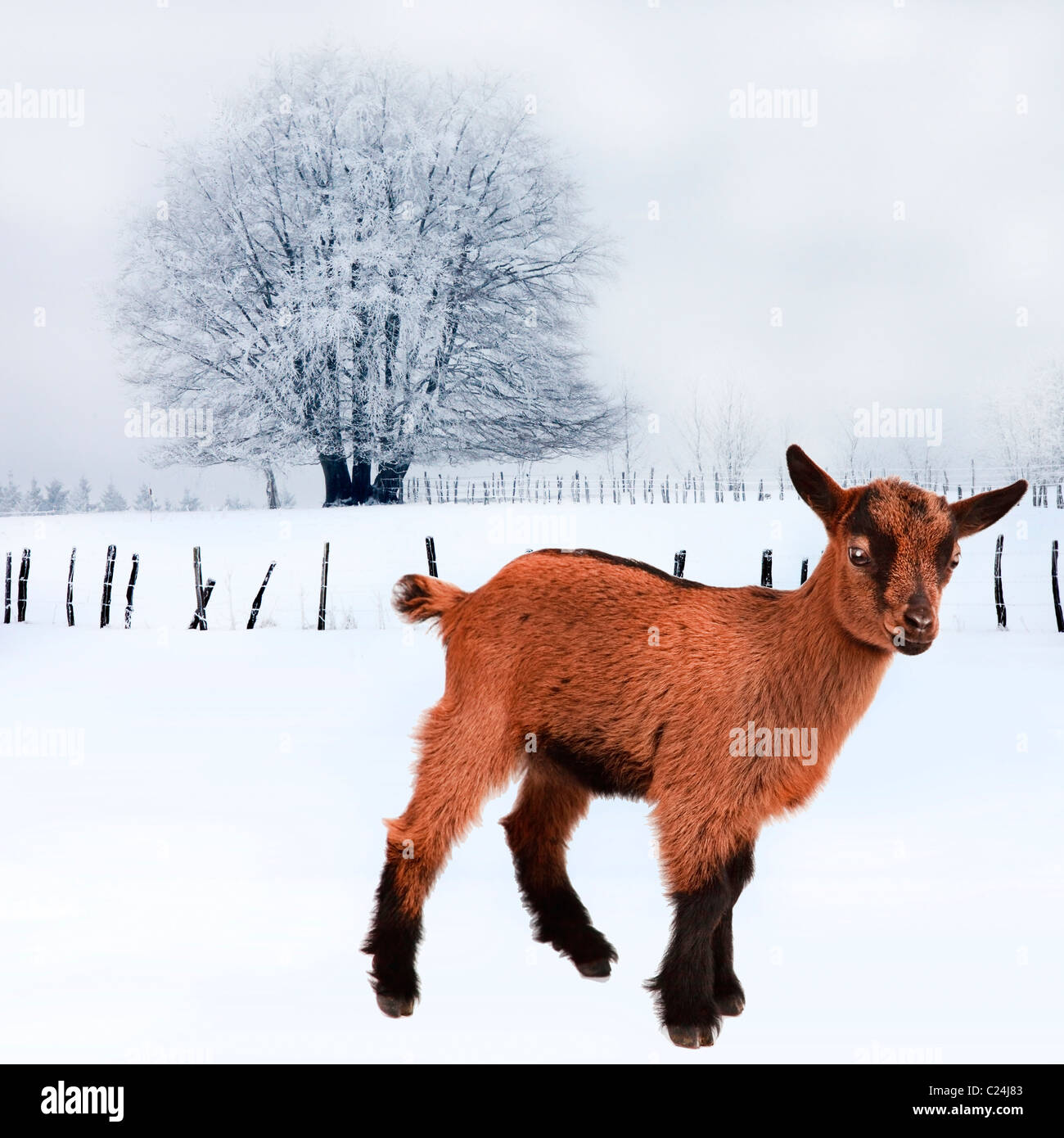 Wintertrip hi-res stock photography and images - Alamy