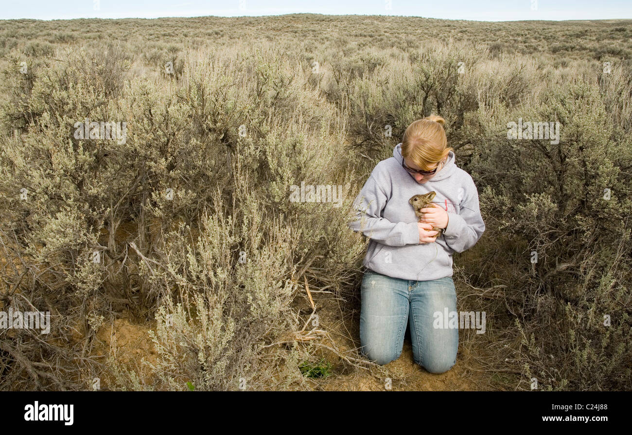 RARE RABBITS BOUNCE BACK These tiny bundles can't hop too high - they ...