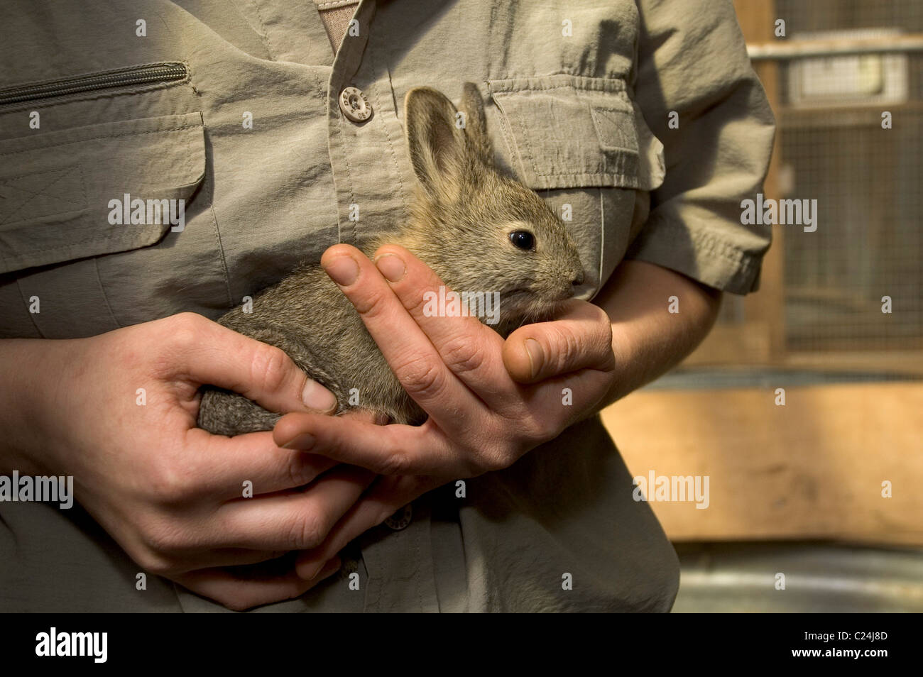 RARE RABBITS BOUNCE BACK These tiny bundles can't hop too high - they ...