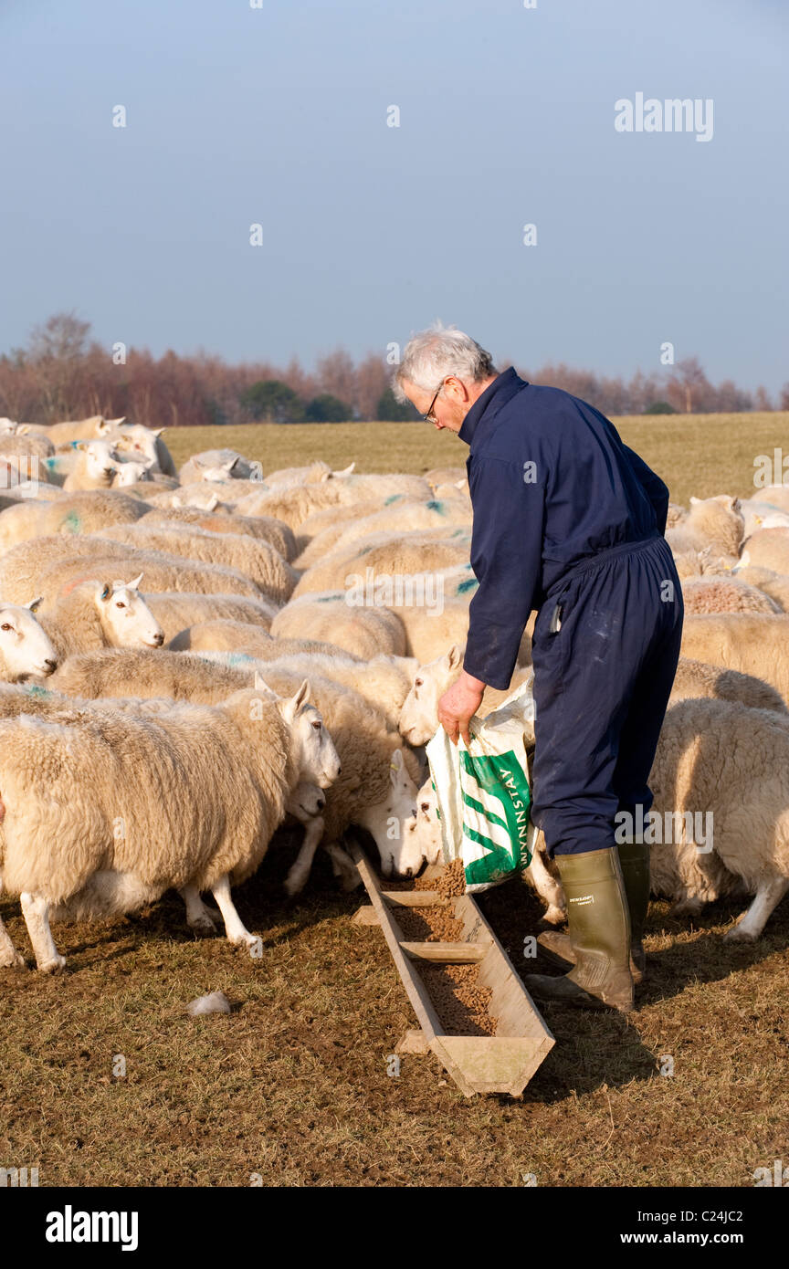 Farmer feeding Welsh ewes concentrates from a bag Stock Photo - Alamy