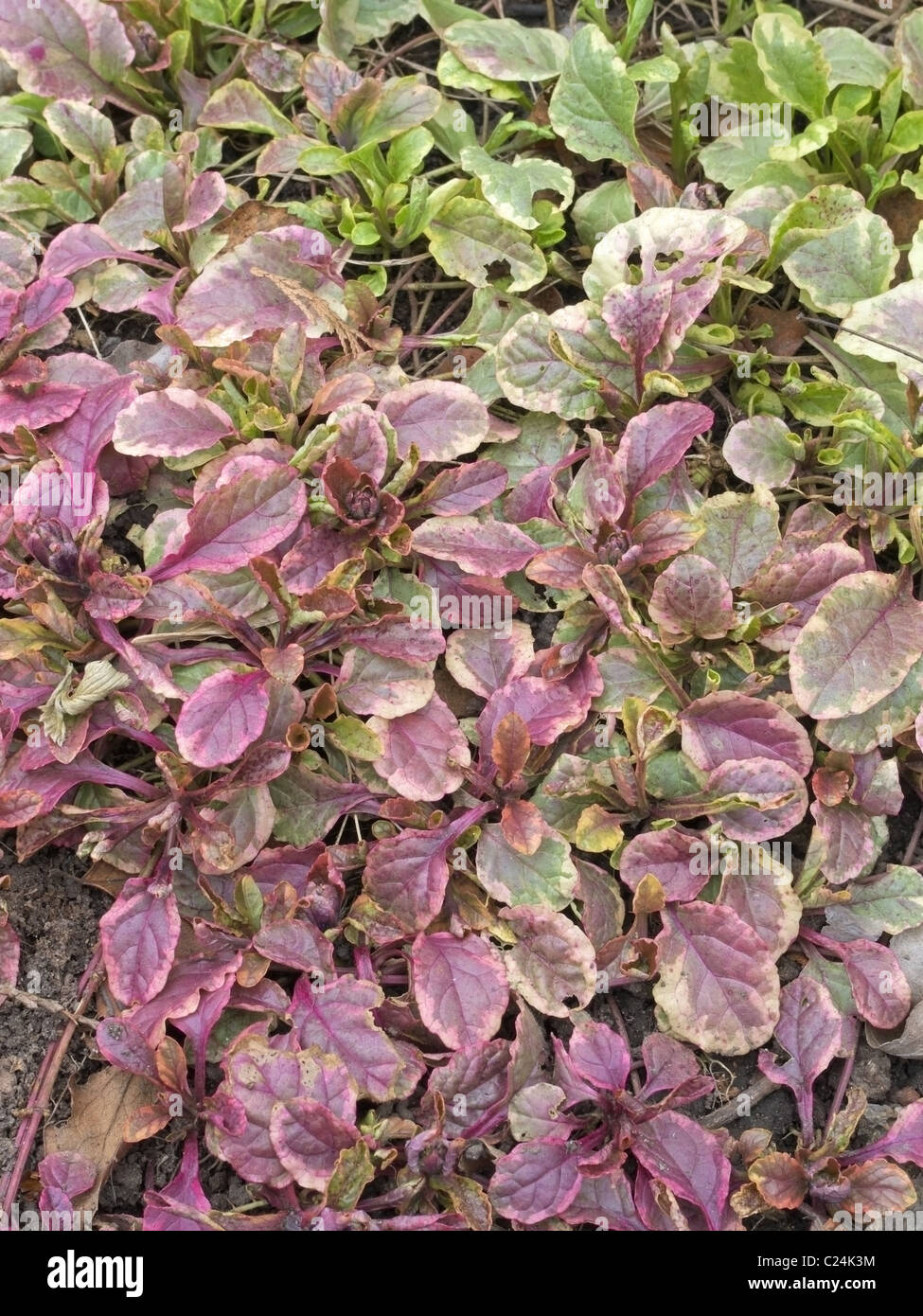 Variegated ajuga hi-res stock photography and images - Alamy