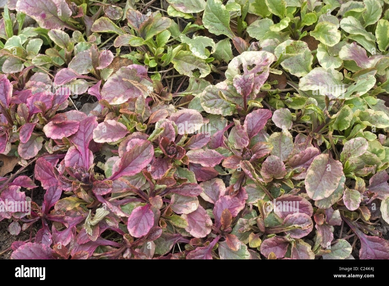 Variegated ajuga hi-res stock photography and images - Alamy