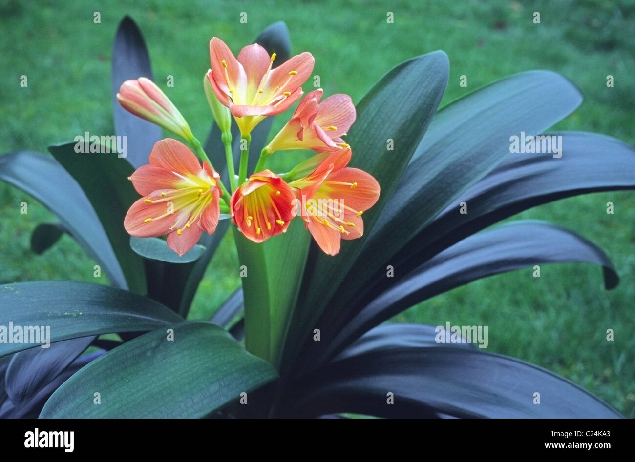 Close up clivia miniata hi-res stock photography and images - Alamy
