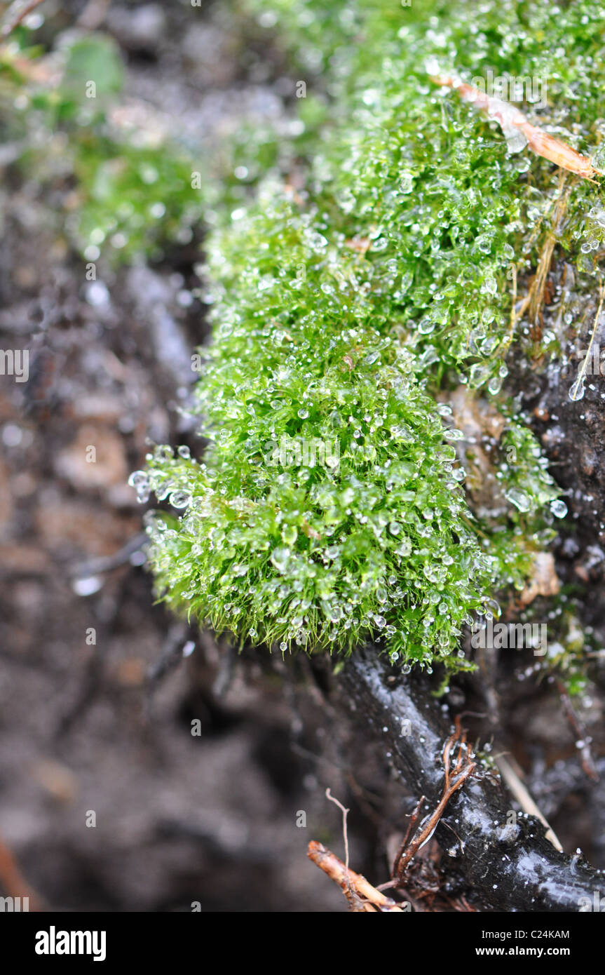 Closeup of moss covered in droplets of ice Stock Photo - Alamy