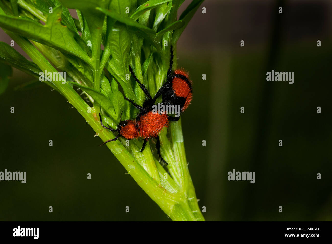 Cow killer hi-res stock photography and images - Alamy