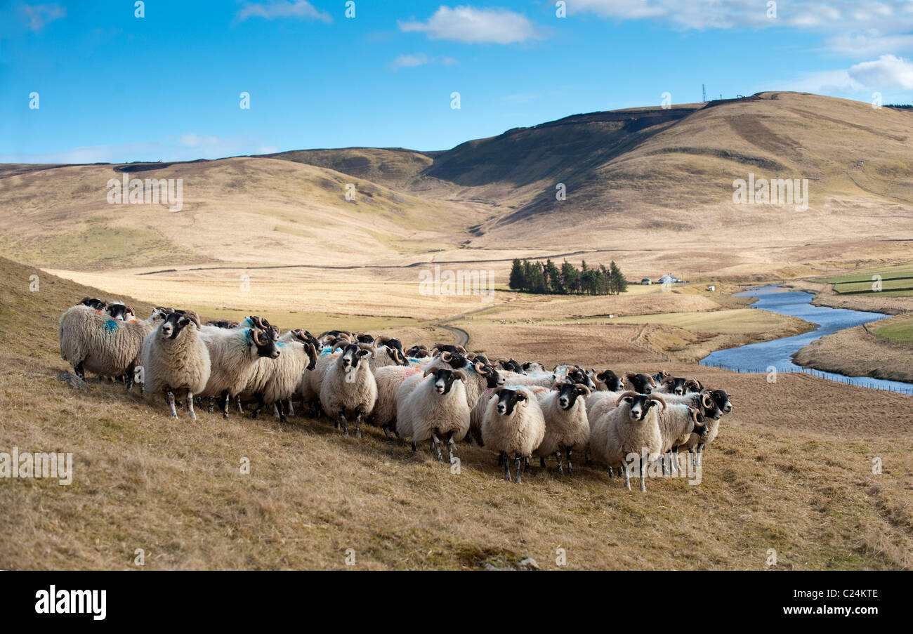 Scotch Blackface Ewes High Resolution Stock Photography and Images - Alamy