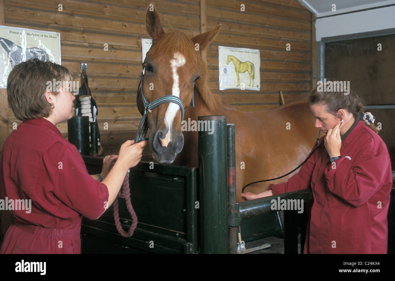 Sick horse hi-res stock photography and images - Alamy