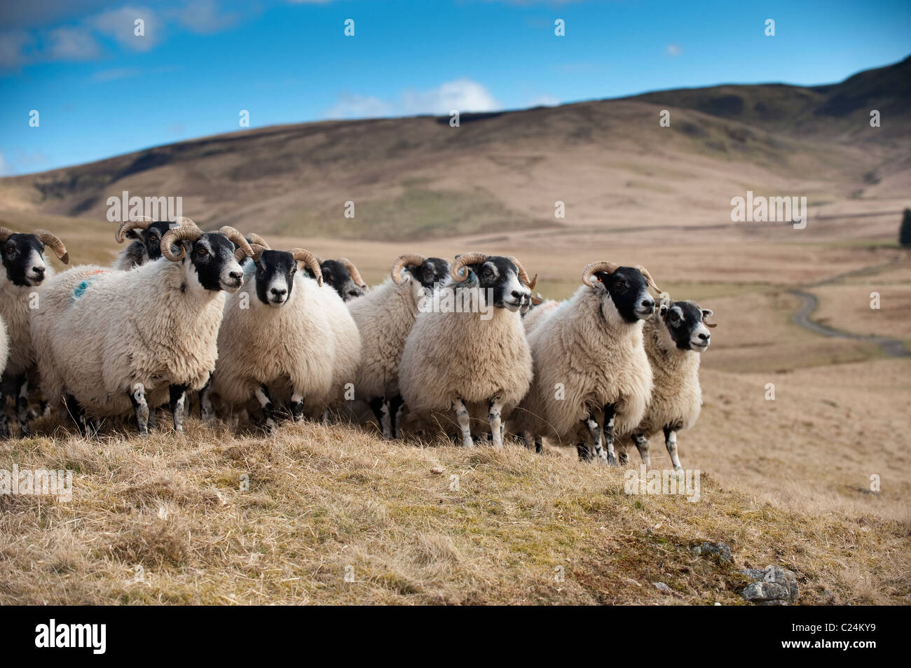 Scottish blackface ewes hi-res stock photography and images - Alamy
