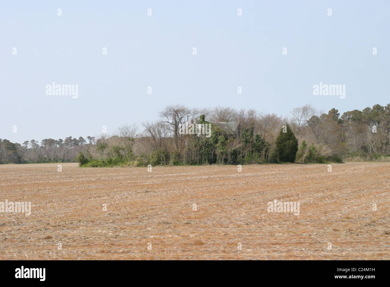 A house completely covered and overgrown with trees and vines in the ...