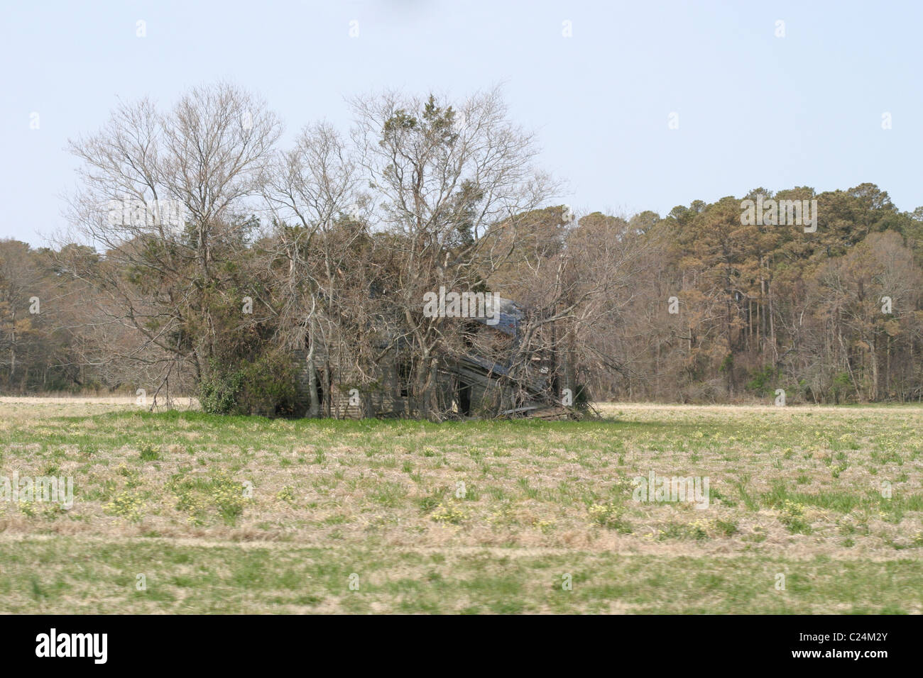 A house completely covered and overgrown with trees and vines in the ...