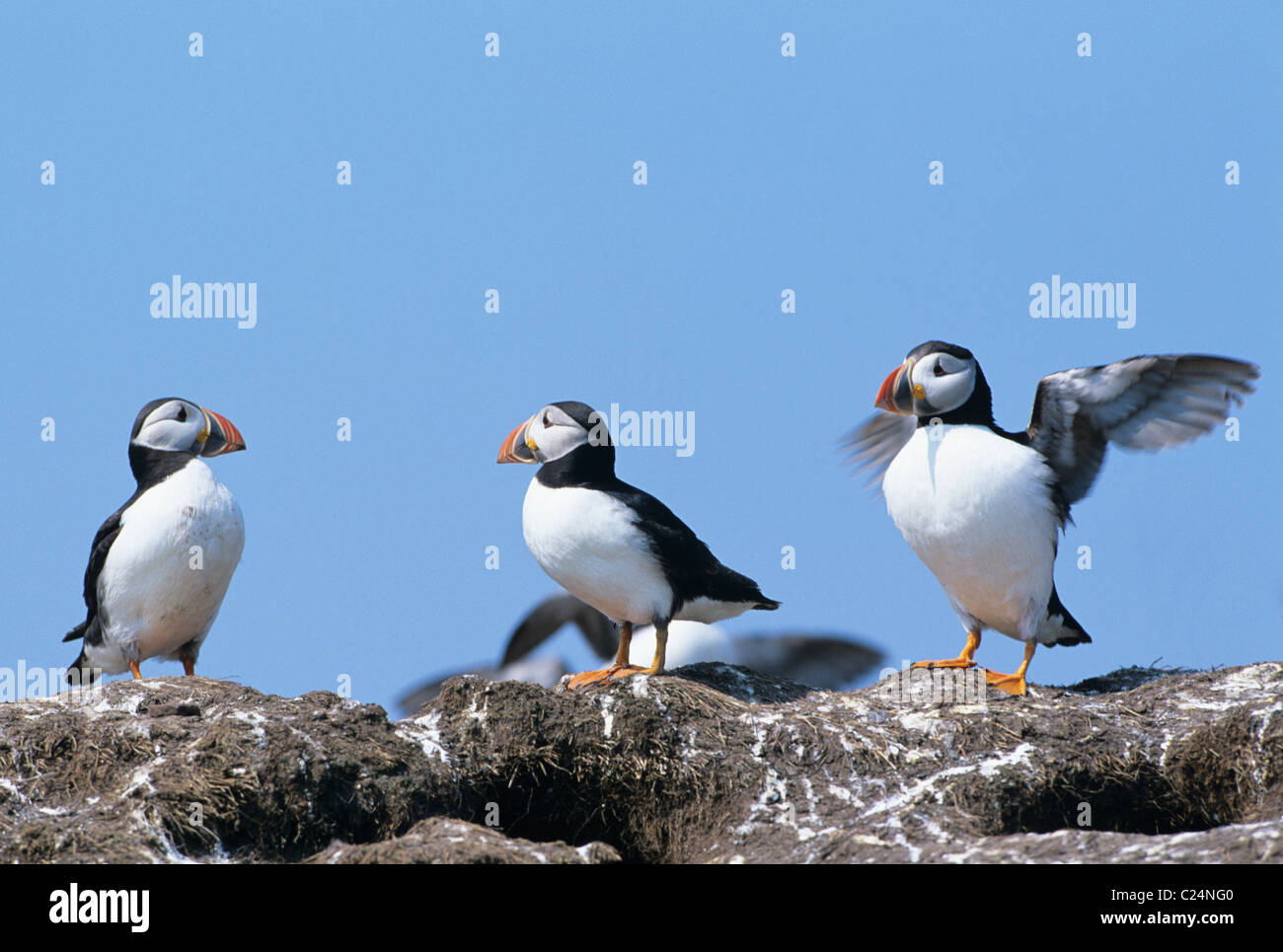 Species of alcids hi-res stock photography and images - Alamy