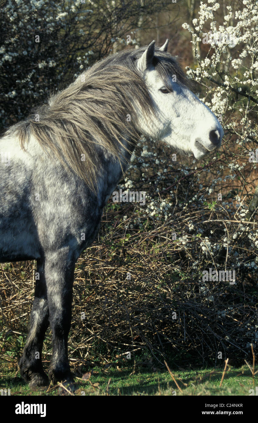 portrait dappled gray pony in southern Ireland Stock Photo - Alamy