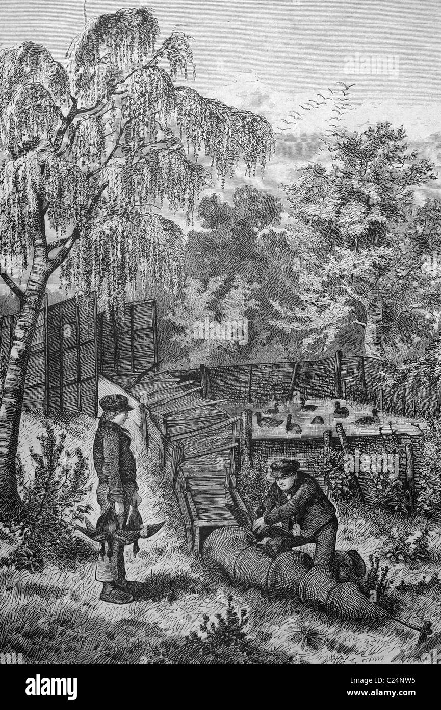 Duck decoy on Sylt island, Germany, historical illustration, 1877 Stock ...