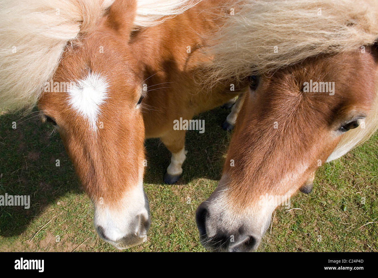 Miniature shetland ponies hi-res stock photography and images - Alamy