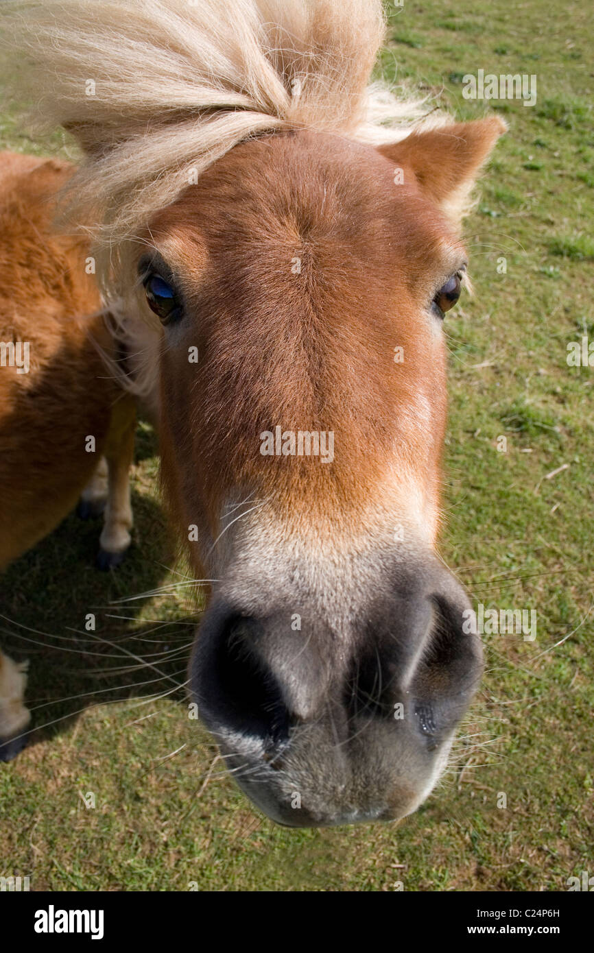 wide angle head portrait of shetland pony Stock Photo - Alamy