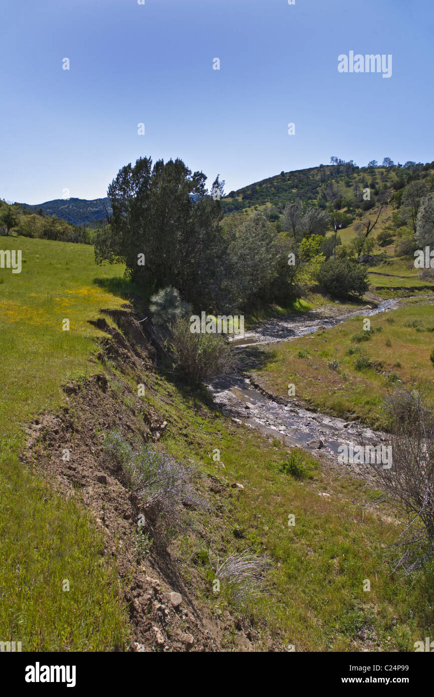 River embankment in a Coastal Range cattle ranch in central CALIFORNIA ...
