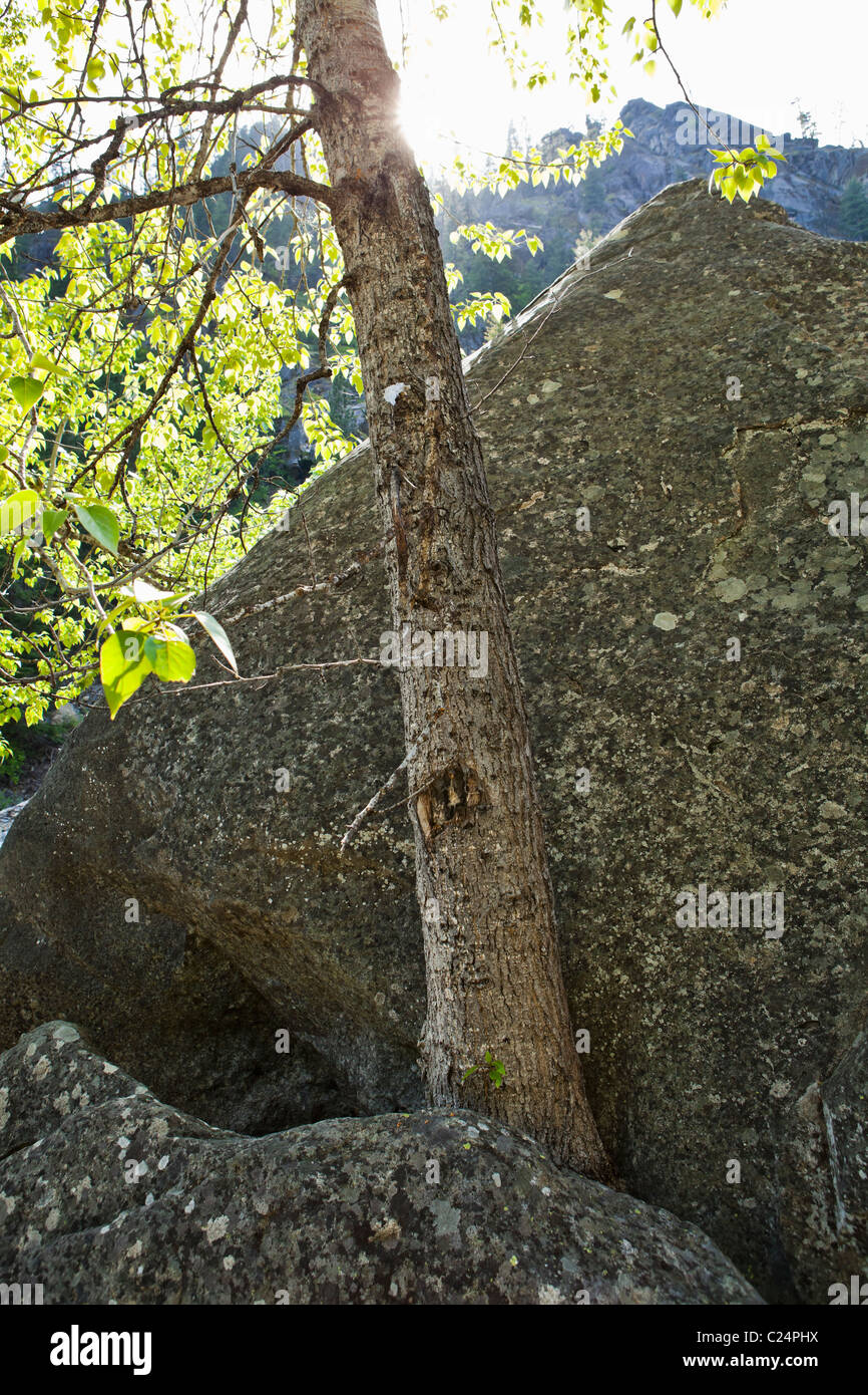 A tree growing from a crack between two boulders Stock Photo - Alamy