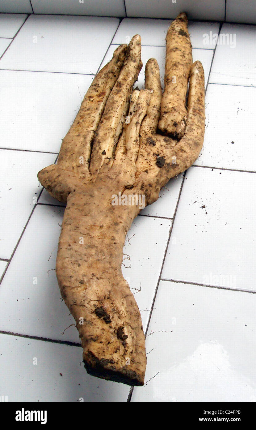 Yammy hand This giant yam, resembling a hand, has been discovered in ...