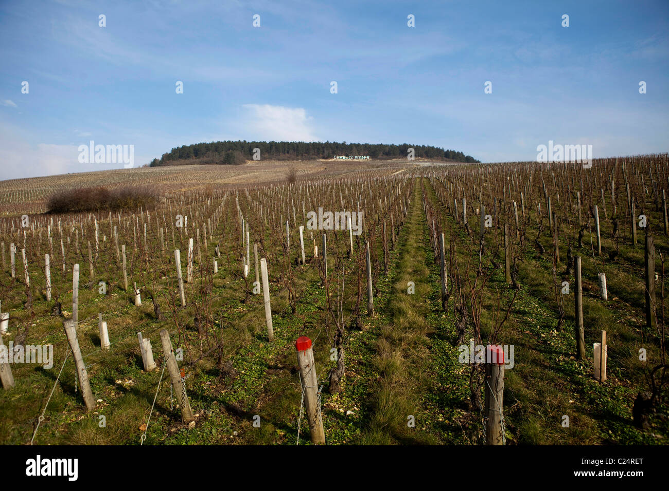 Chablis france vineyard hi-res stock photography and images - Alamy
