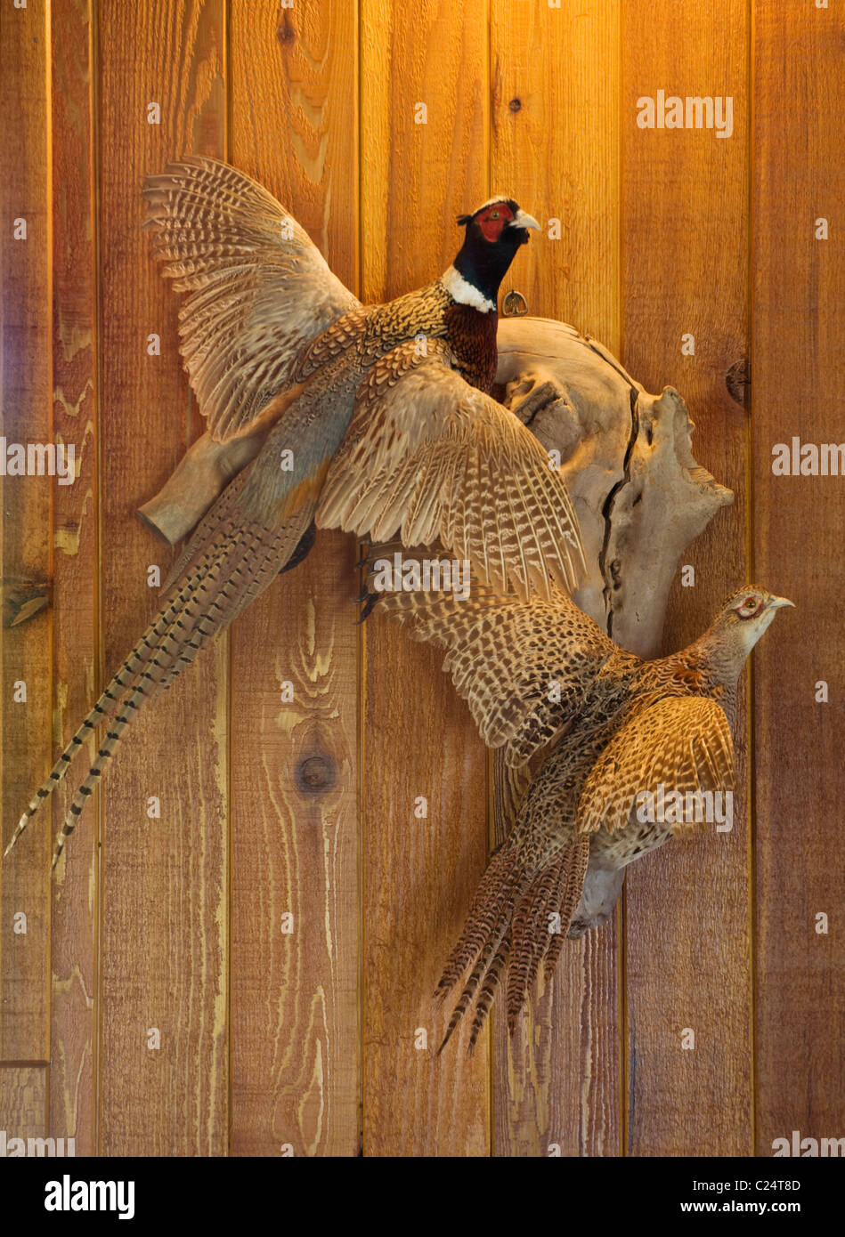A stuffed WILD PHEASANT at a HUNTING LODGE - CENTRAL, CALIFORNIA Stock ...