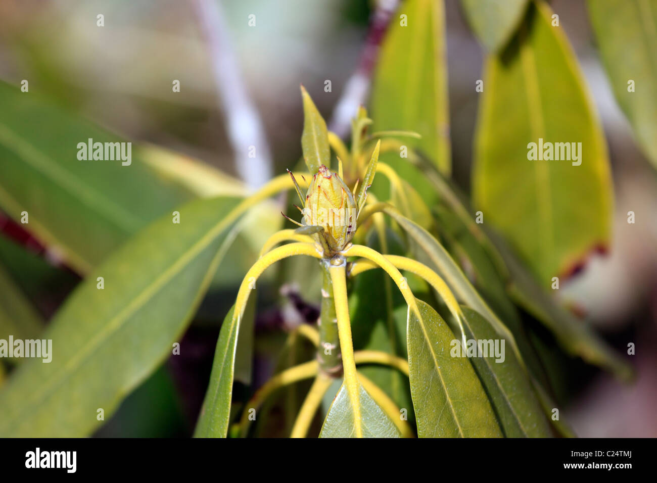 Budding Plant High Resolution Stock Photography and Images - Alamy