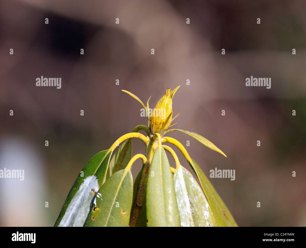 Budding Plant High Resolution Stock Photography and Images - Alamy
