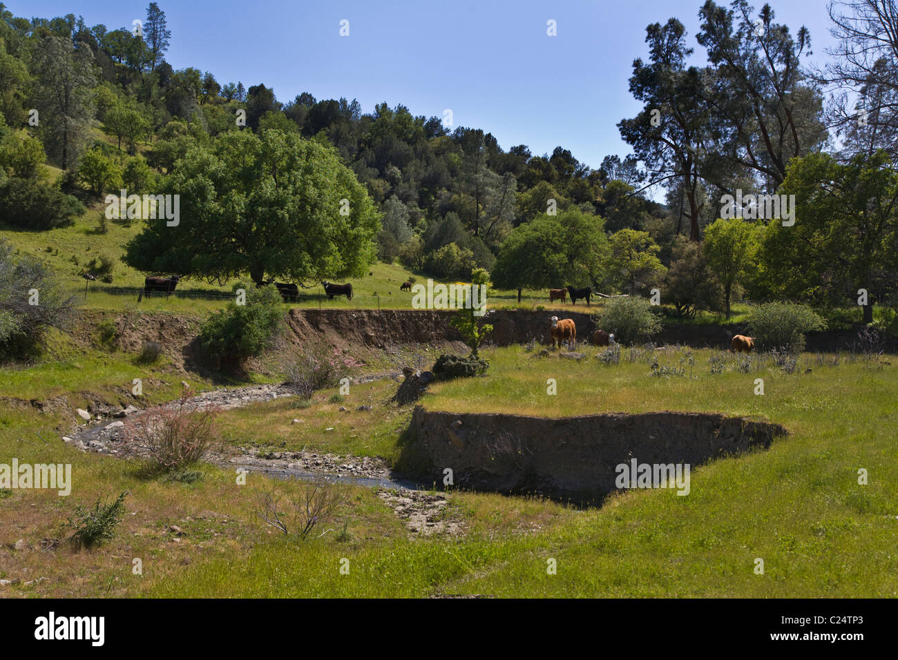 A Coastal Range CATTLE RANCH in central CALIFORNIA Stock Photo - Alamy