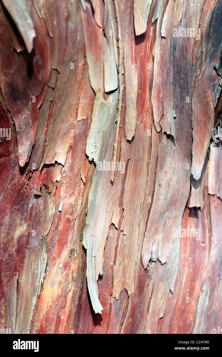 Redwood tree bark hi-res stock photography and images - Alamy