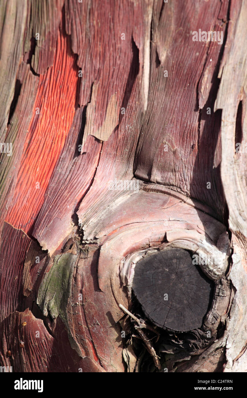 Redwood tree bark hi-res stock photography and images - Alamy