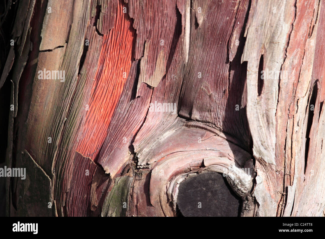 Redwood tree bark hi-res stock photography and images - Alamy