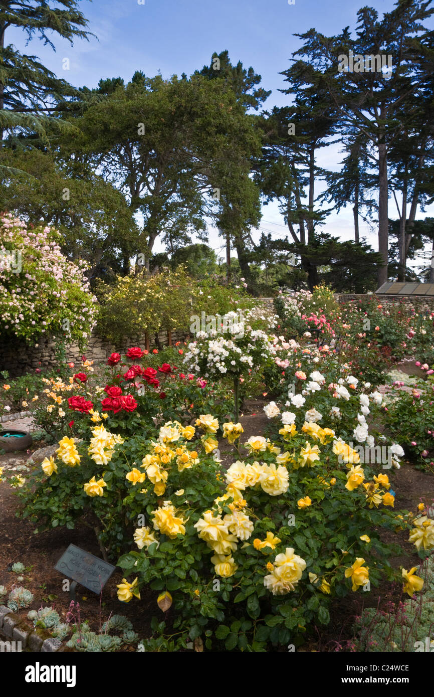 ROSE GARDEN at LA MIRADA Museum of Art - Monterey, California Stock ...
